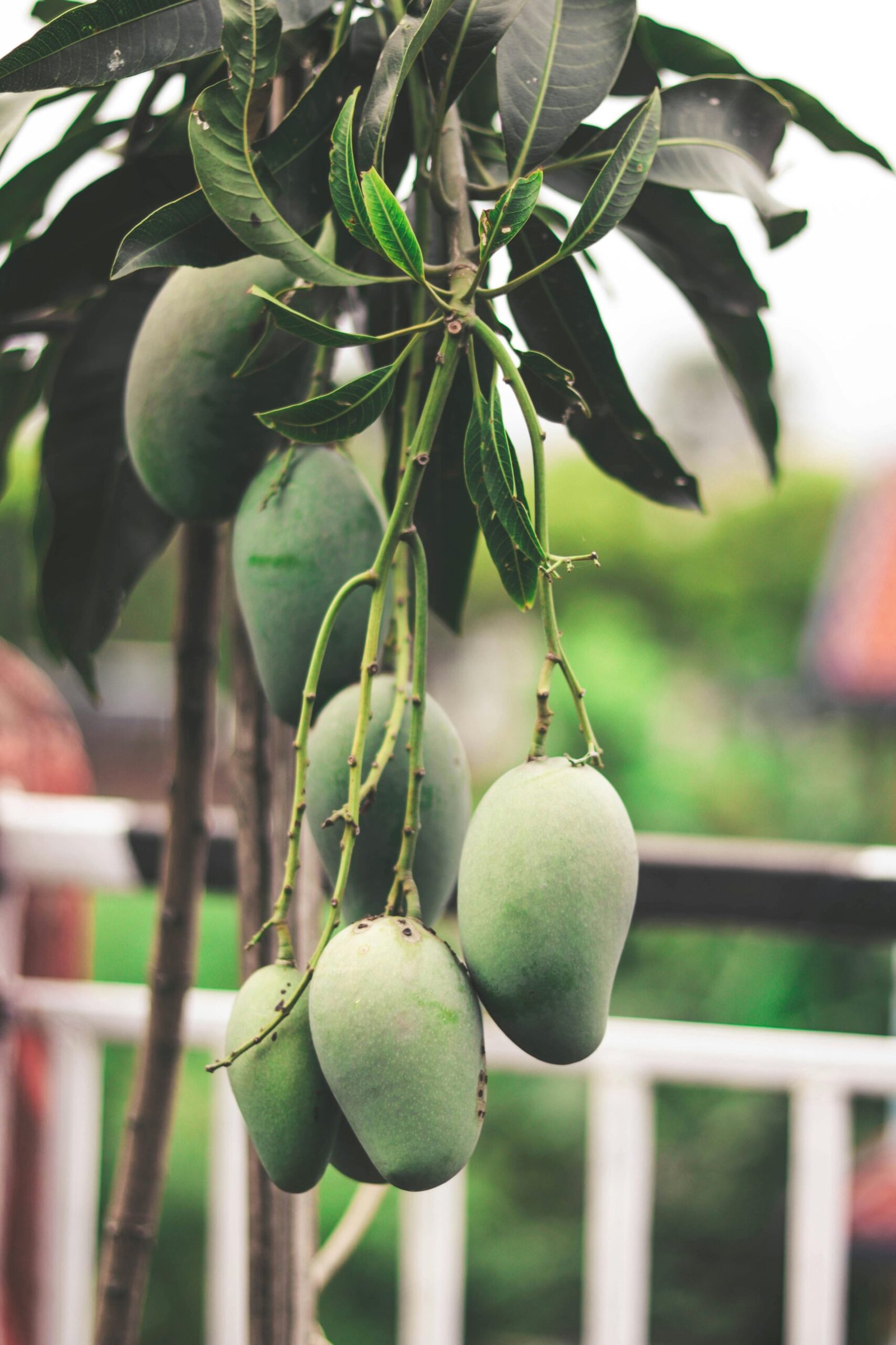 El mango o Mangifera indica L.